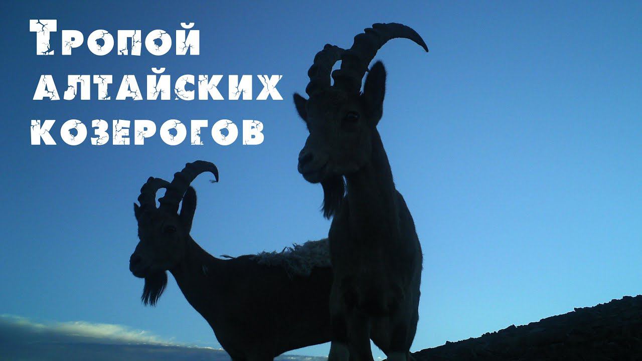 Горные маршруты Алтая.Тропой алтайских козерогов. Строительство таёжной тропы. Горные походы. Сибирь