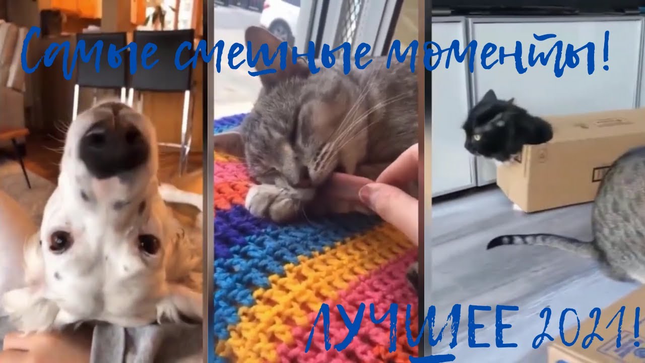 Смешные кошки и собаки 2022! - Лучшие приколы 2022! №9