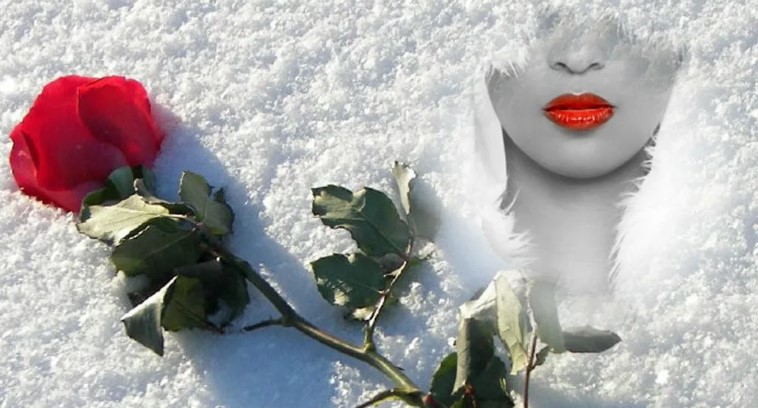 Роза на снегу. Автор  текста Виктор Веселов. Стихи.