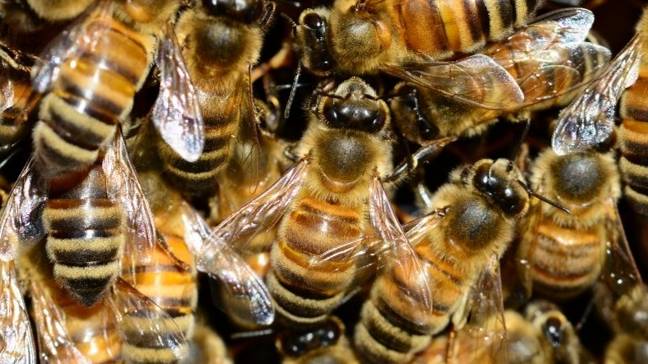 Жужжащие трудоголики - в программе "Дело ведет Мур-р-р"