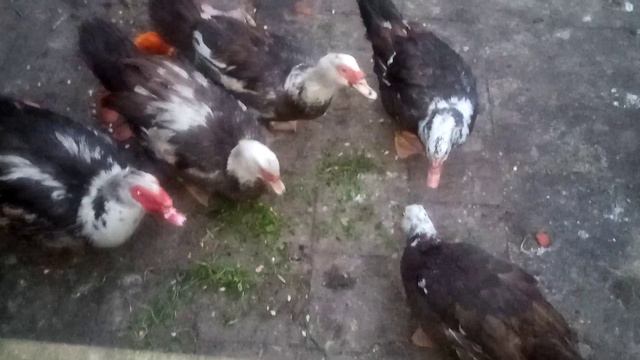 Гуси трапезничают