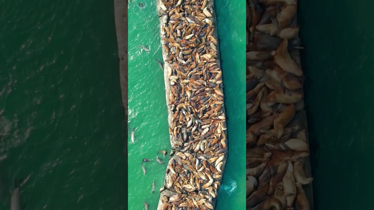 #сивучи #невельск #сахалин #sealions #sakhalin #nevelsk