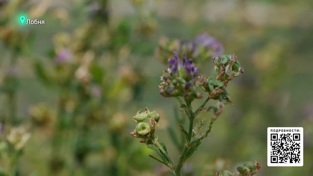 ТРАДИЦИИ И НОВАТОРСТВО 
Новые оборудование и технологии кормопроизводства осваивают в Лобне