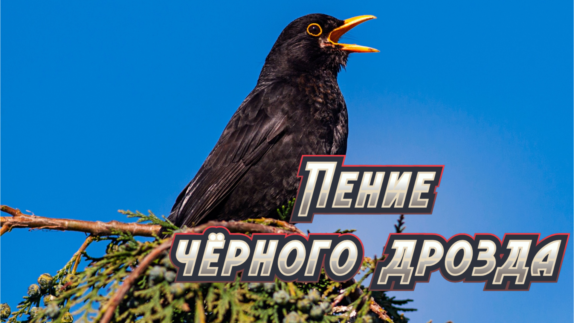 Пение чёрного дрозда Blackbird singing