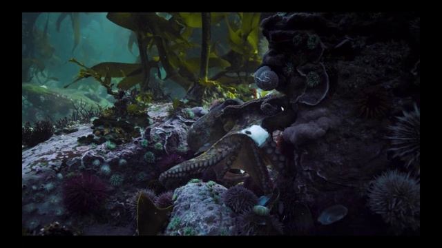 O c t  0 p u s. t e a 4 e r