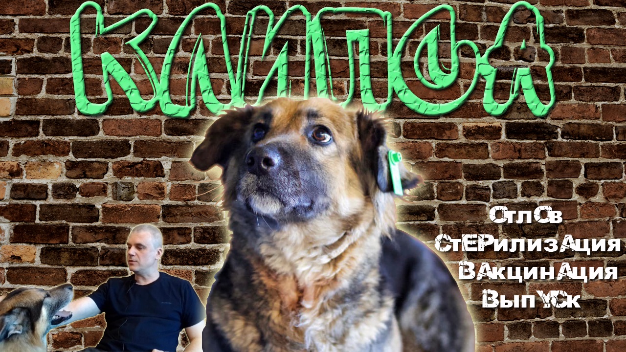 О чем молчат клипсы ОСВВ.