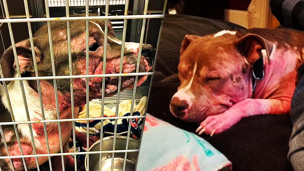 «А он просто любит всех в ответ». Одинокий питбуль лишился шерсти, но взгляните на него спустя время