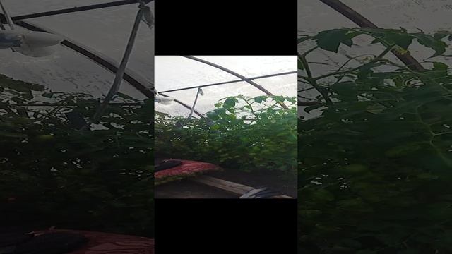 Обзор на территорию бабушки