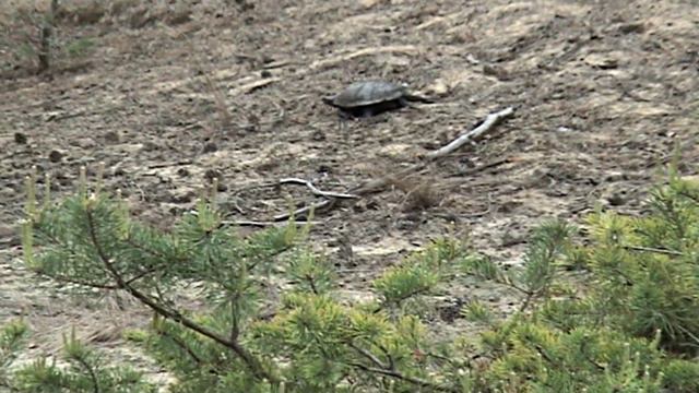 Болотная черепаха 4 Первая аррибада