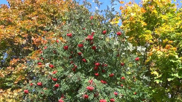 Рябиновая осень.mpg