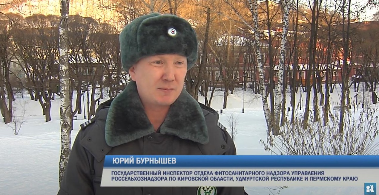 Зеленые красавицы на продажу из Пермского края