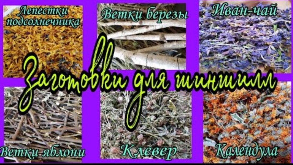 Заготовки для шиншилл на зиму. Chinchillas.