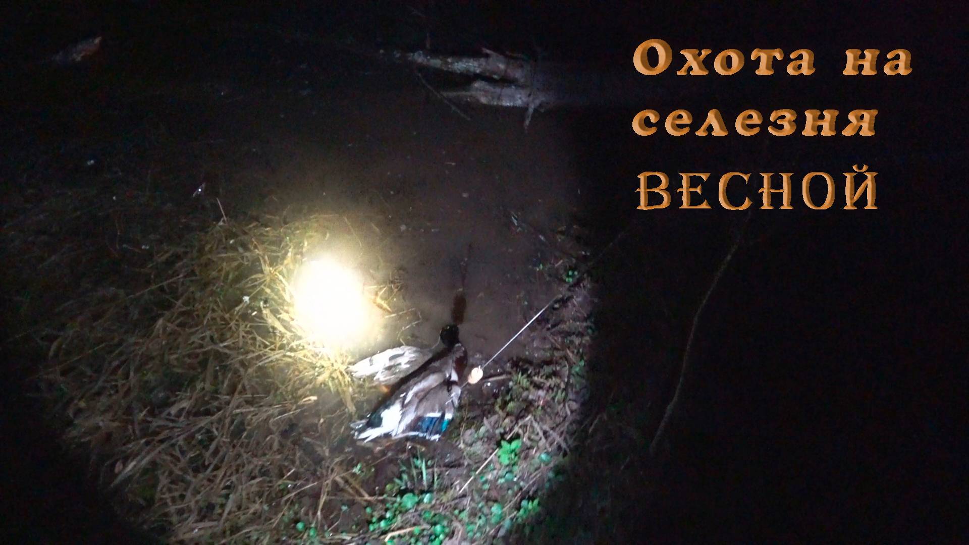 Охота на селезня с подсадной уткой. Охота на болоте.