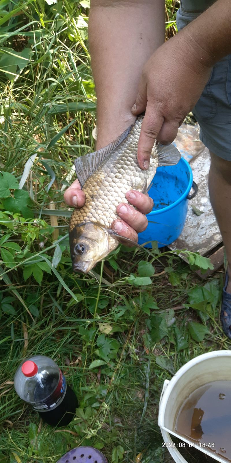 Рыбалка в одну удочку с детьми на р. Саксагань г. Кривой Рог (карась, краснопер, плотва, уклейка)