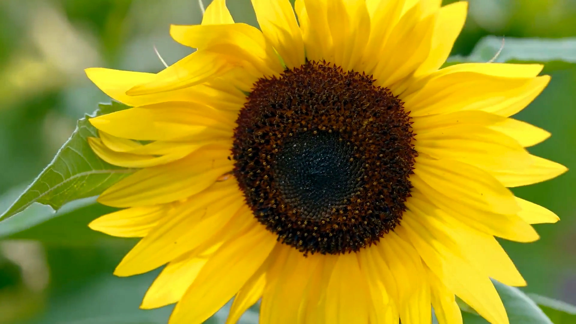 ЛЕТО  (из цикла стихов Елены Туркка о природе)