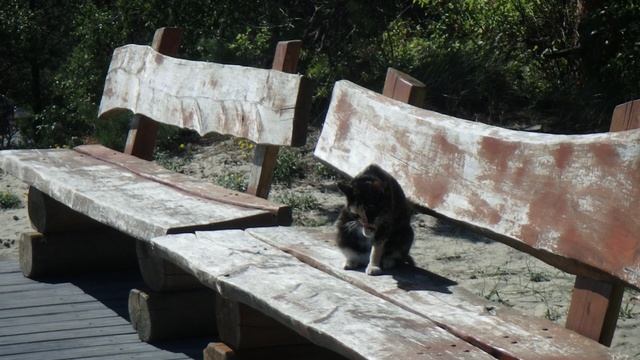 Кошка на Куршской косе