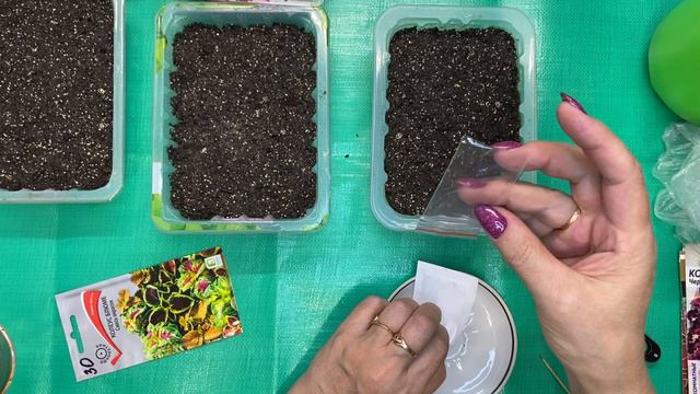 Не так просто как оказалось высеять  на рассаду  семена колеуса, вербены и левкоя.