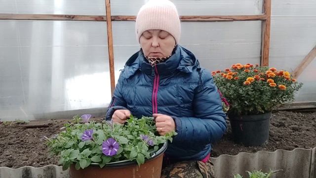 Как сохранить петунию зимой!