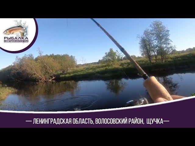 Рыбалка в Ленинградской области, щука.