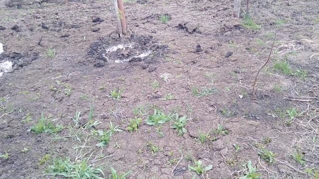 Сажаю саженцы. Закладываю сад.2022