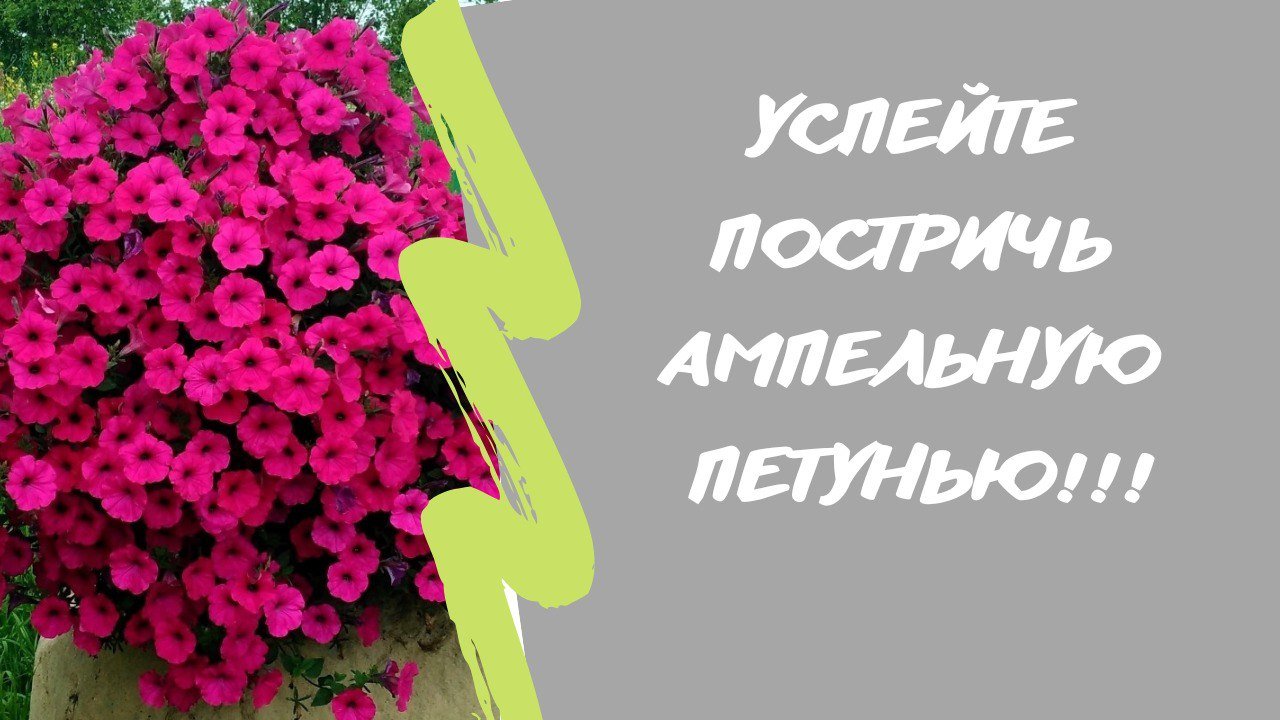 Успейте постричь ампельную петунью!!!???