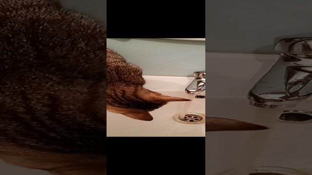 ЛЮБИТ С ВОДОЙ ИГРАТЬ