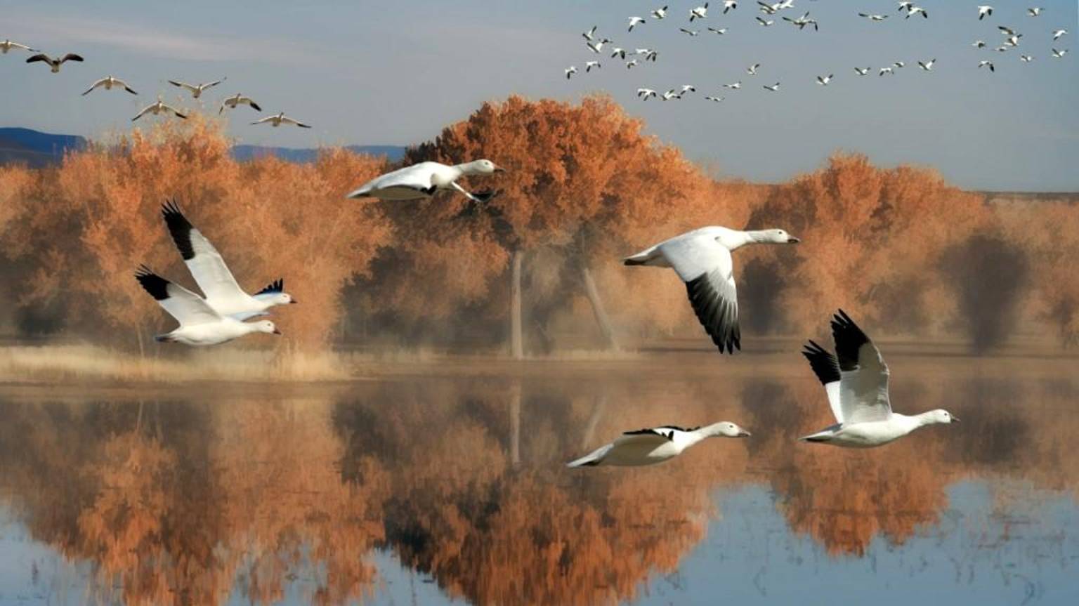 Песня:"О ЧЁМ-ТО ПЛАЧУТ ЖУРАВЛИ" Стихи, музыка, бэк-вокал, аранжировка, исполнение— Елены Артёменко.