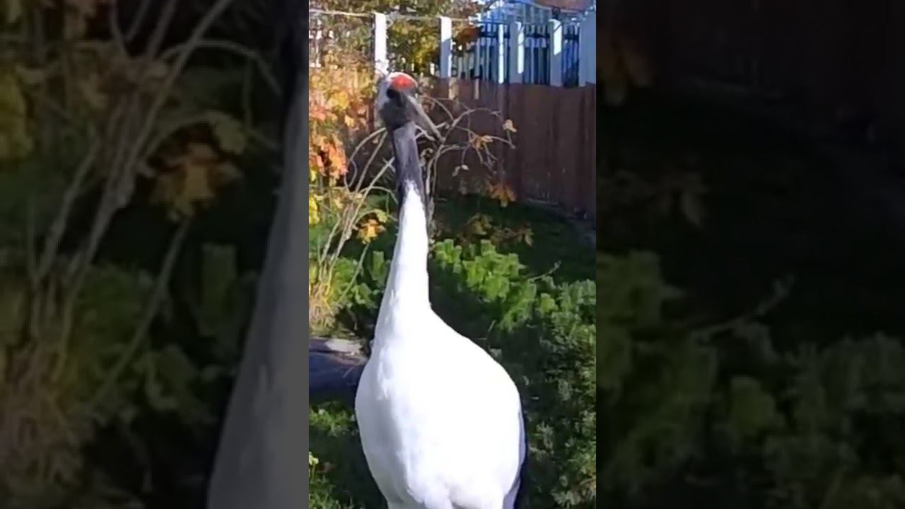 Японский журавль - символ счастья и долголетия