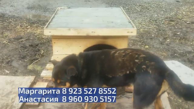 Хочу домой: Ванда