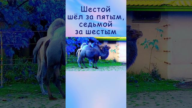 Cчиталка от бессонницы