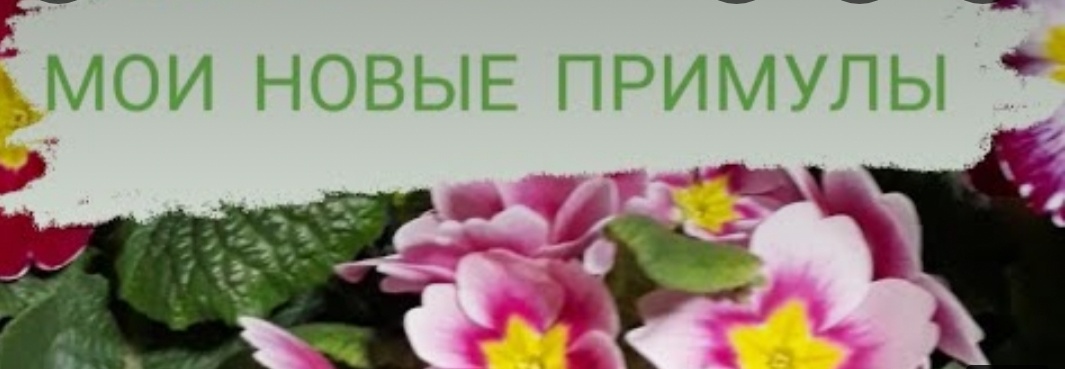 МОИ НОВЫЕ ПРИМУЛЫ?Я КУПИЛА? ГОМЕЛЬ, УЛ. ОРАНЖЕРЕЙНАЯ 67 "НАШ ПИТОМНИК"