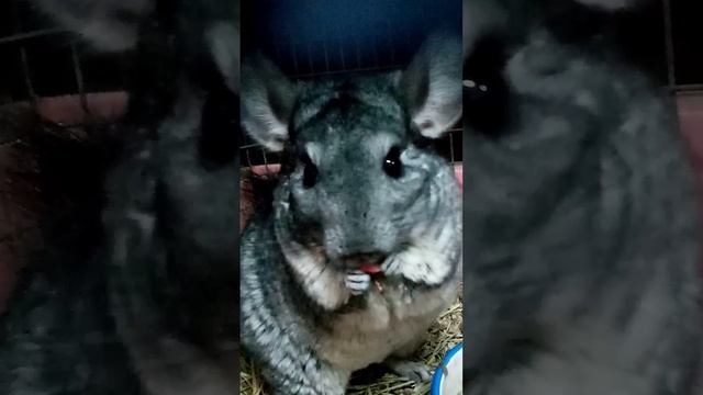 Красотка шиншилла