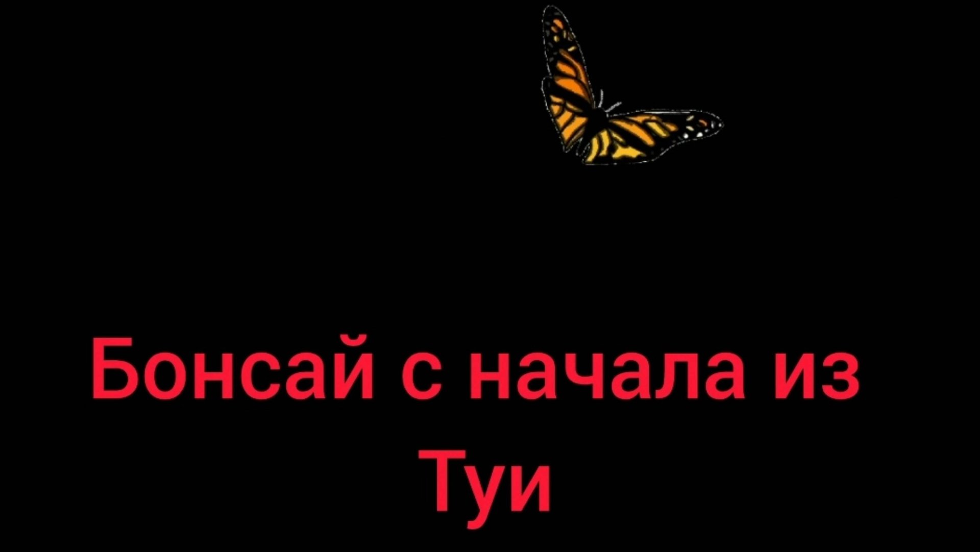 Бонсай из Туи с самого начала.