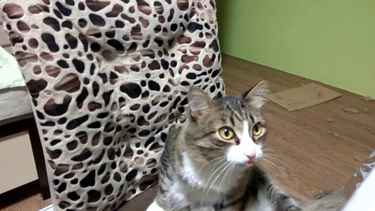 С моей кошкой всё в порядке?