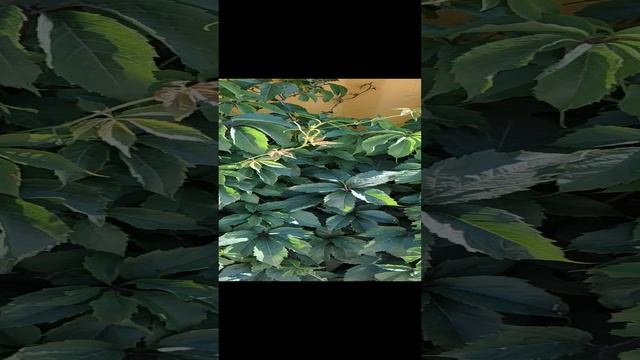 Отдыхали на море в Седово и нас атаковали морские божьи коровки )