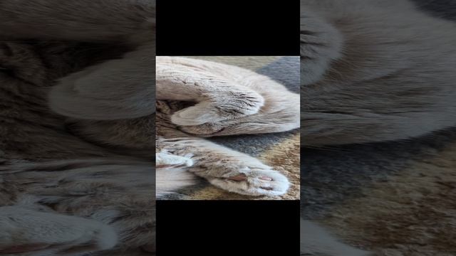 Кто-то спит, а кто-то - нет)