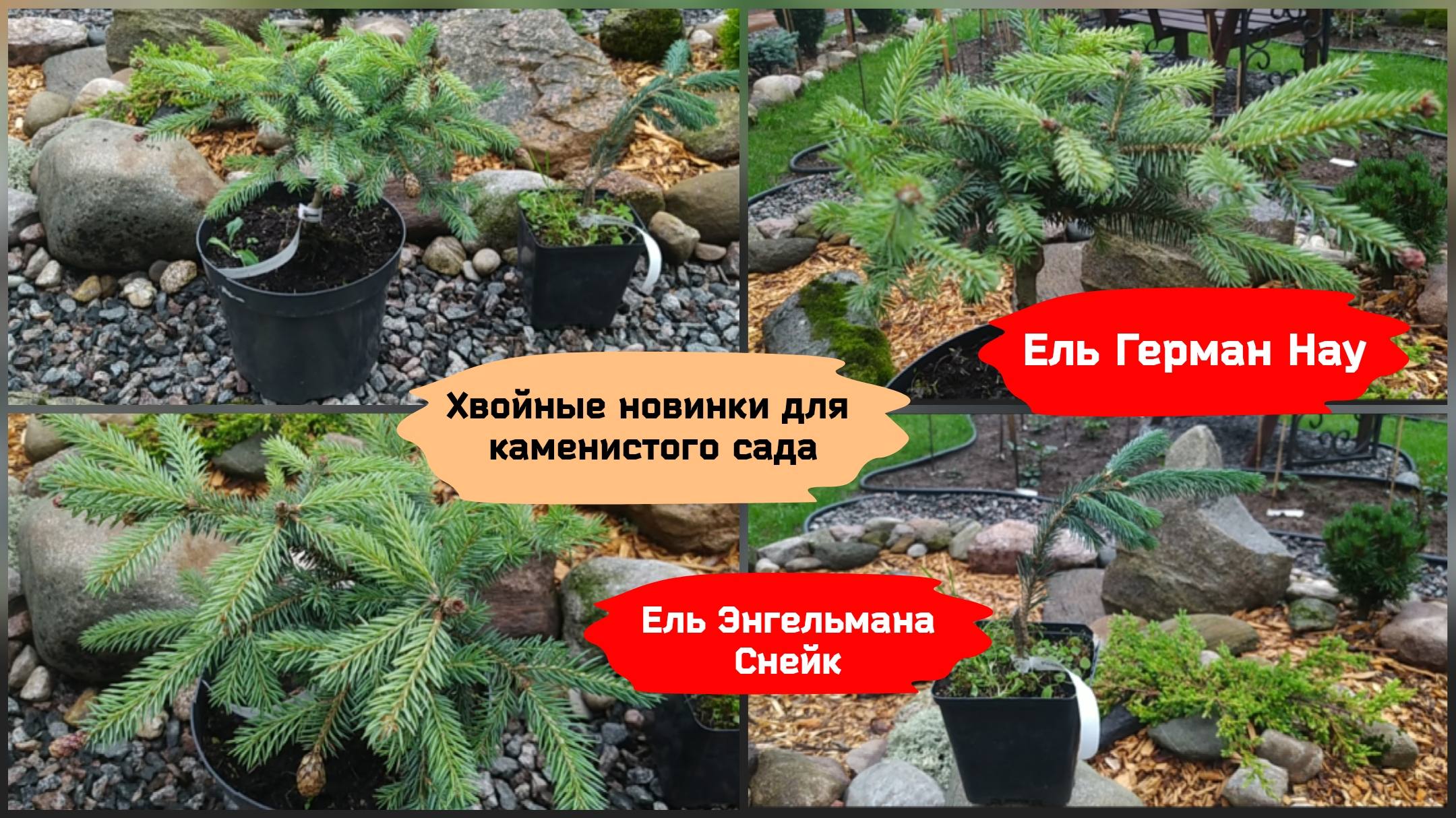 Хвойные новинки для каменистого сада.ЕльГерман Нау и ель Энгельмана Снейк.