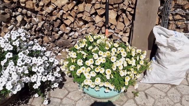 Все видео_Вдогонку про профессиональные семена.mp4