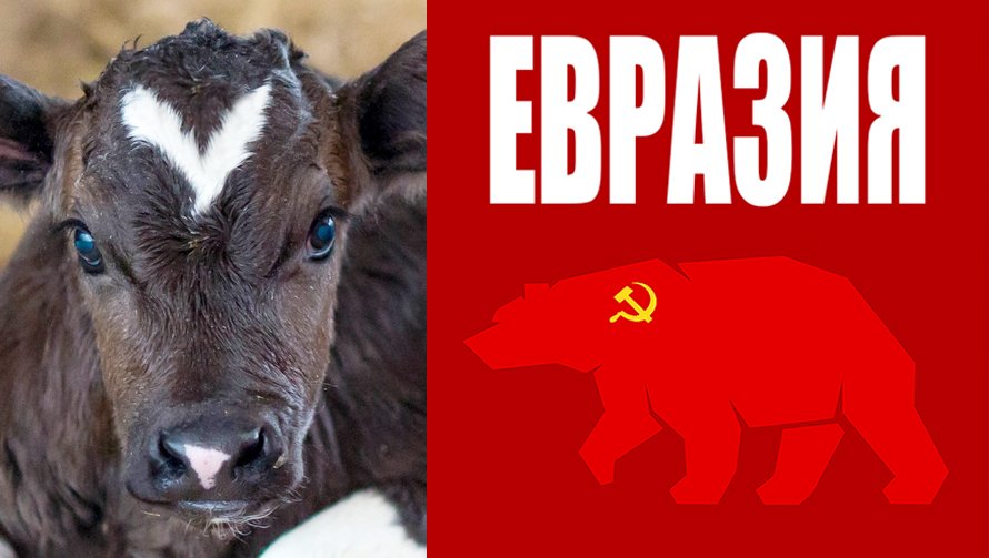 ЗНАКИ Z и V НА НОВОРОЖДЕННОМ ТЕЛЕНКЕ 
 #СССР #rutube #флешмобZ #новости #сми #новинки #RUTUBENews