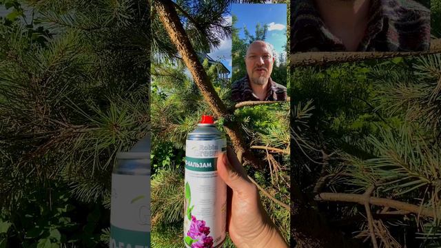 Замена садовому вару - биобальзам. Защита ран на деревьях. #агроном #дача #обрезка