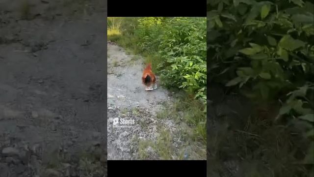 Петух в кроссовках, часть 1