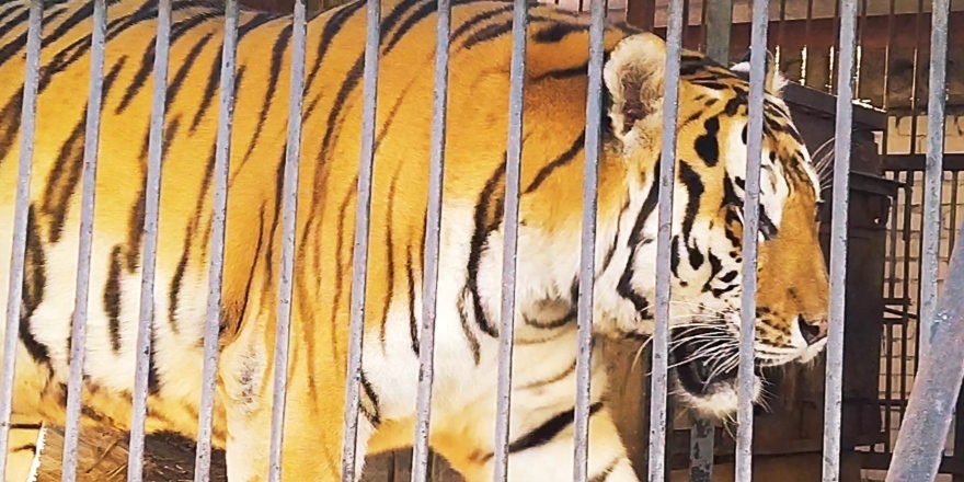 Амурский ТИГР в зоопарке города Северск Томской области
