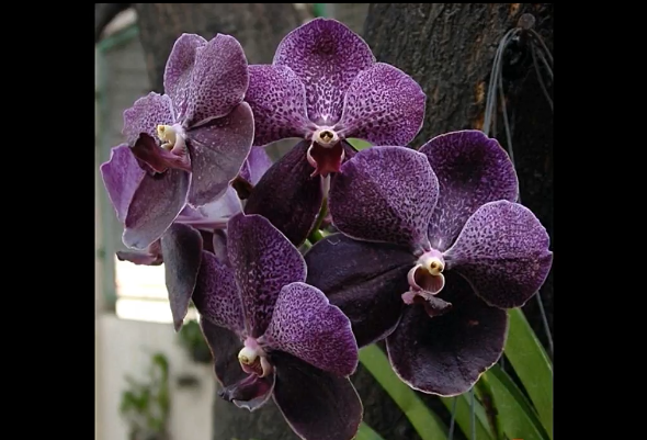 Орхидея ванда.  Моя новинка. V. Bitz's Heartthrob x V. Gordon Dillon.mp4