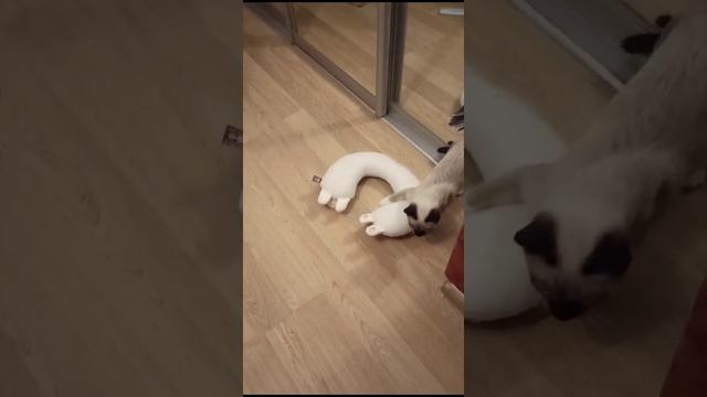 Сверепый котёнок вы только посмотрите