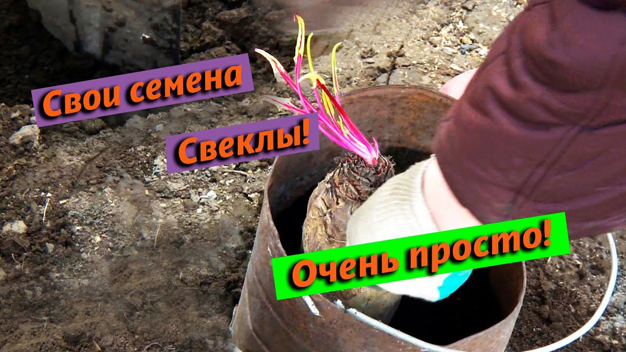 24 апреля 2021 - Как получить свои семена свеклы. Сибирь