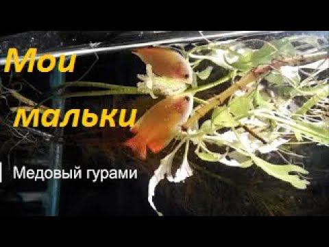 Растения подождут, сегодня будут мальки! (Архив от 13.11.2021)