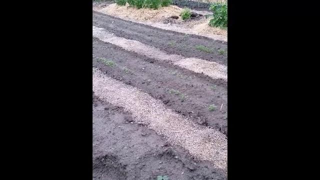 Соломенный картофель