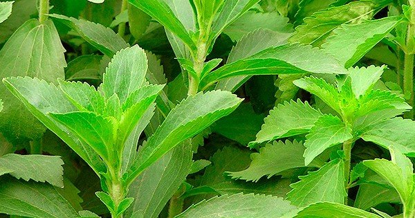 Стевия Медовая трава.  В 300 раз слаще сахара..