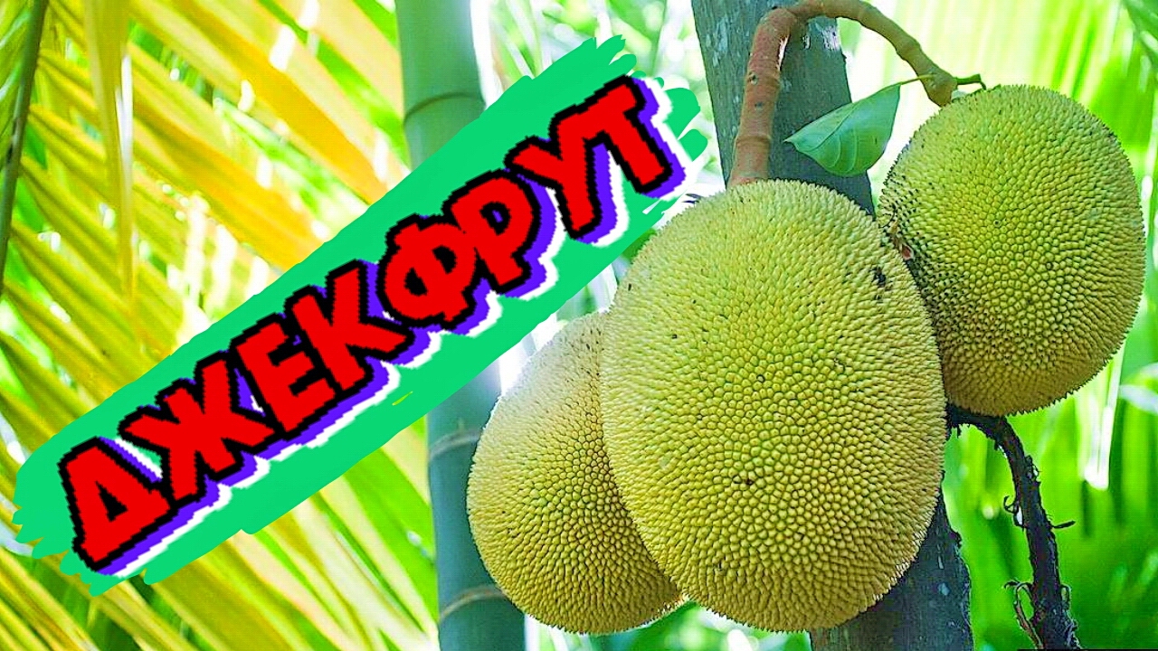 ДжекФрут На Дороге. Сладкий Тропический Фрукт. Шри Ланка