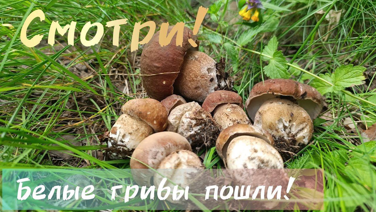 БЕЛЫЕ ГРИБЫ В ИЮНЕ?! НЕ МОЖЕТ БЫТЬ!
